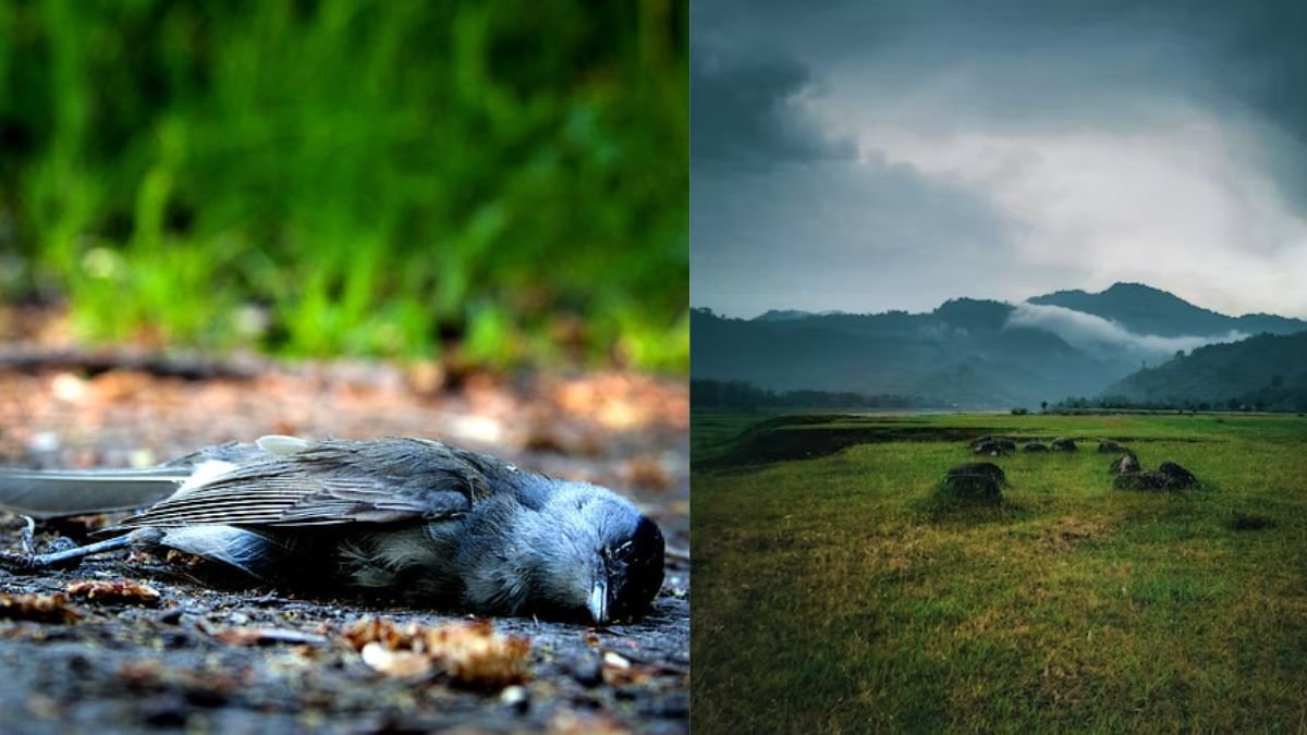 The unexplored valley of Northeast- Jatinga - FoodnTravel Stories